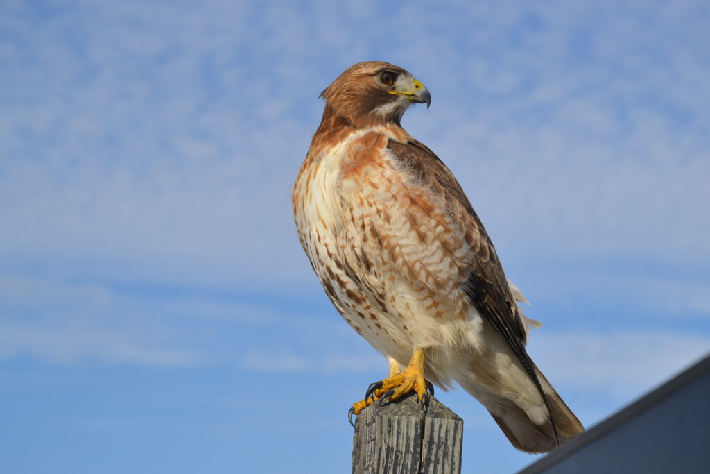 Birding for Dummies – Cincy