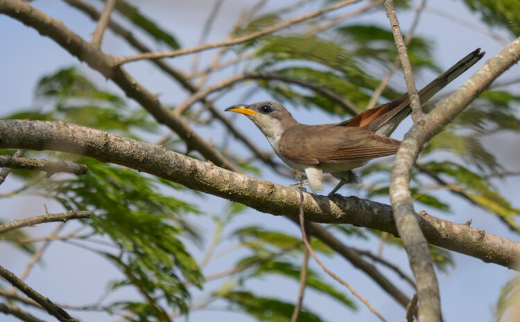 Birding for Dummies – Cincy