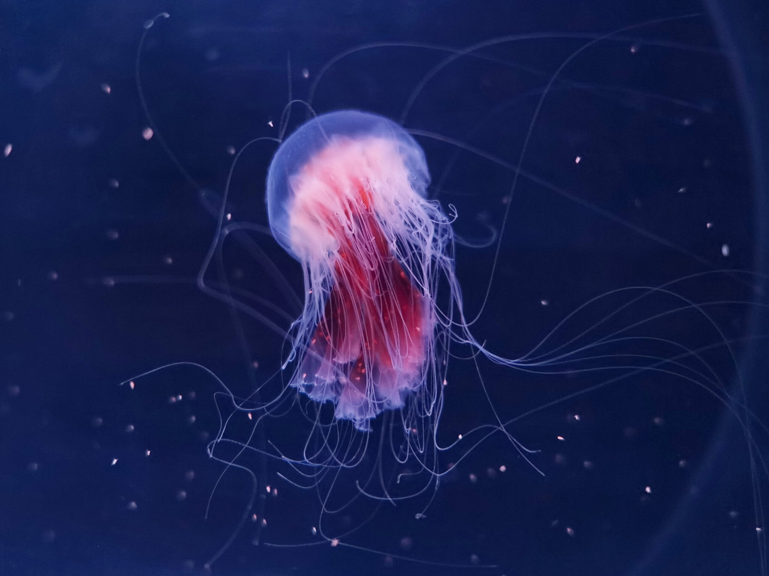 Dive into a New Exhibit – Cincy